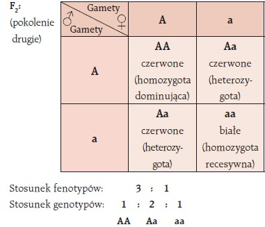 I prawo Mendla - Prawa Mendla - Biologia - Sciaga.pl