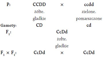 Pierwsze Prawo Mendla