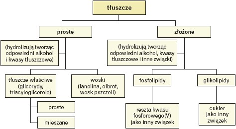 Tłuszcze (lipidy) - Pochodne kwasów karboksylowych - Chemia - Sciaga.pl