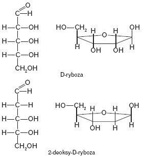 Monosacharydy - Węglowodany (cukry, sacharydy) - Chemia - Sciaga.pl