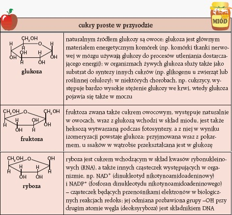 Zastosowanie, znaczenie, funkcje - Monosacharydy - Chemia - Sciaga.pl